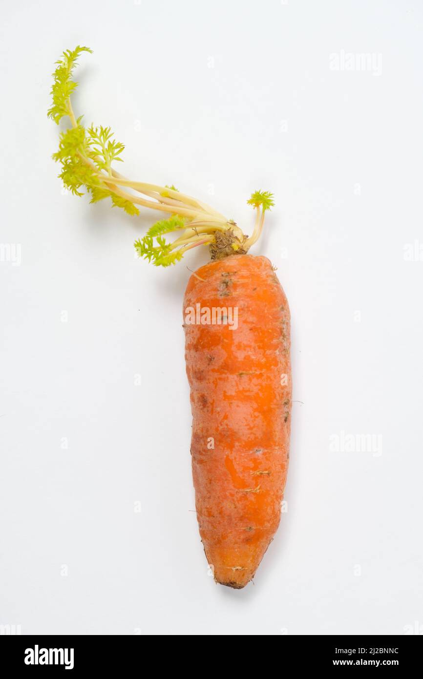 Regrow carrot hi-res stock photography and images - Alamy