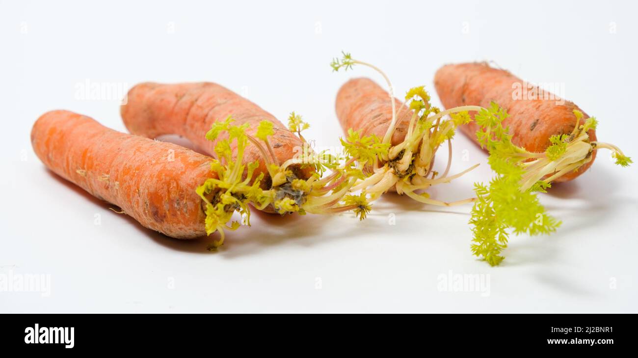 Sprouted carrots due to improper storage conditions. Isolate on a white ...