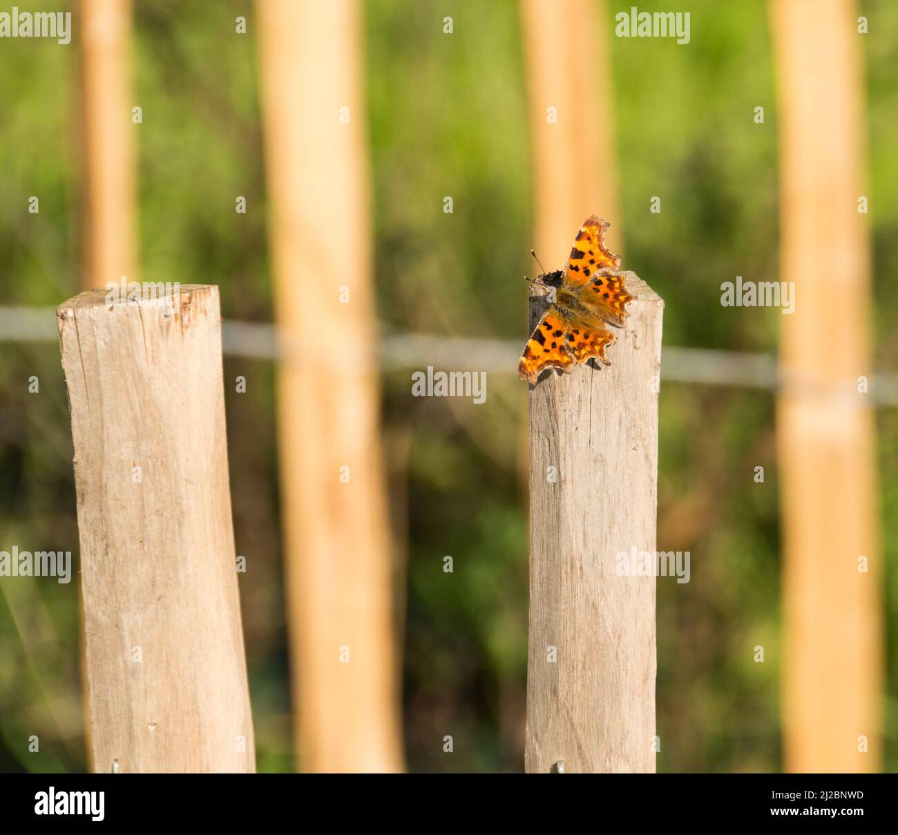Butterfly abdomen hi-res stock photography and images - Alamy