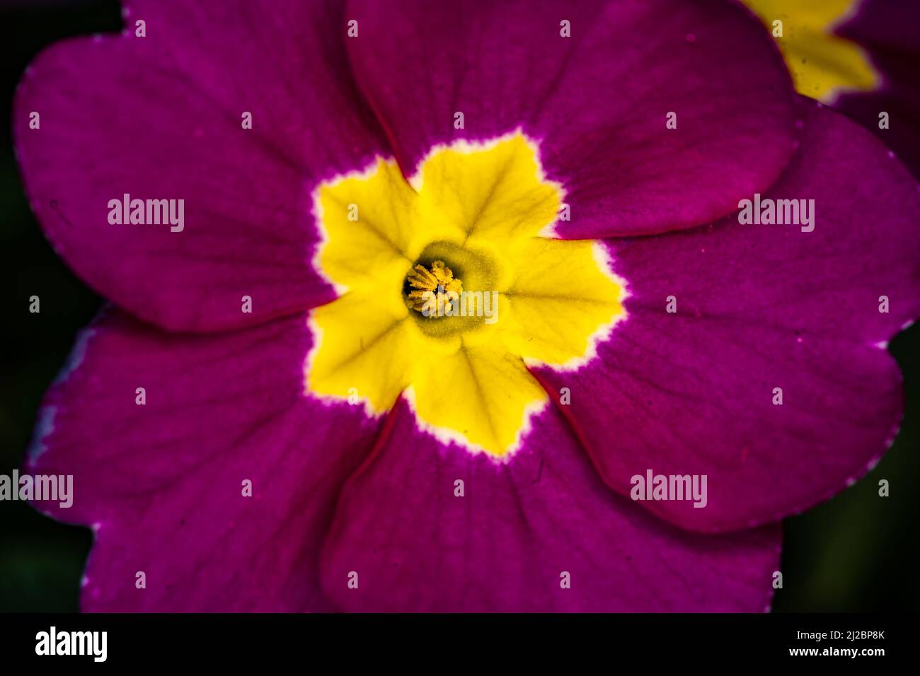 Fairy primula hi-res stock photography and images - Alamy