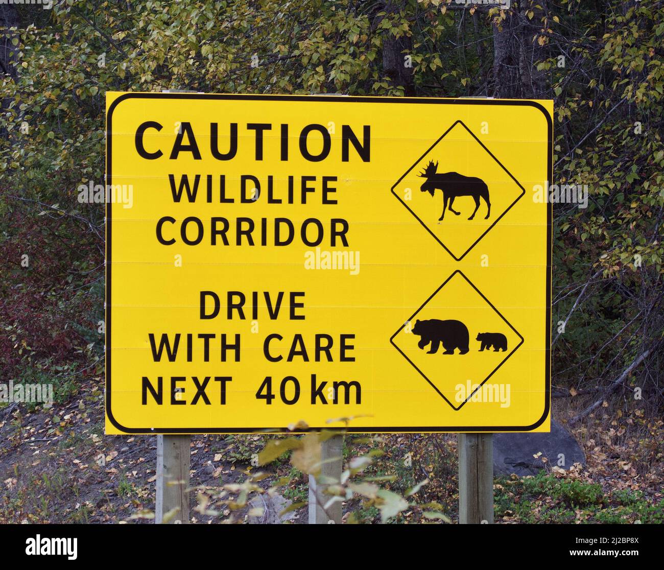 A closeup of a yellow wildlife warning sign. Canada, Vancouver Island ...