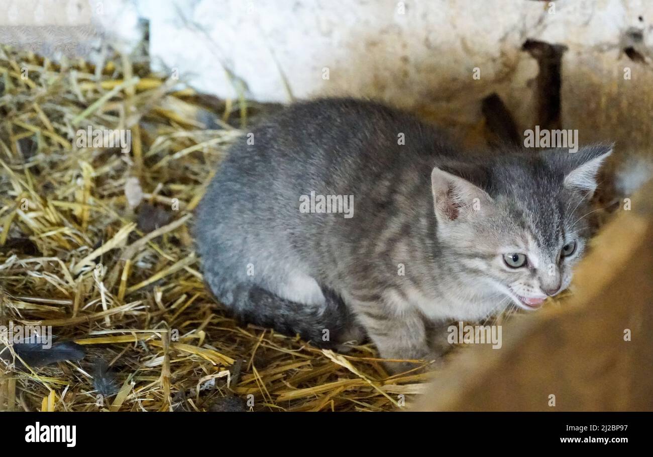 Kitten loaf hi-res stock photography and images - Alamy
