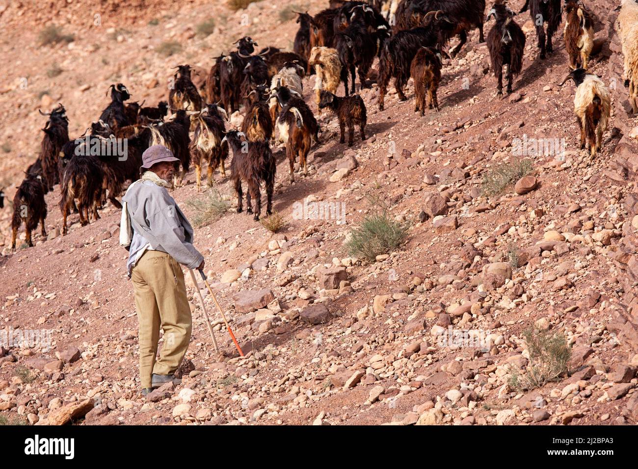Local shepherd looking after flock of sheep in the mountains of high ...