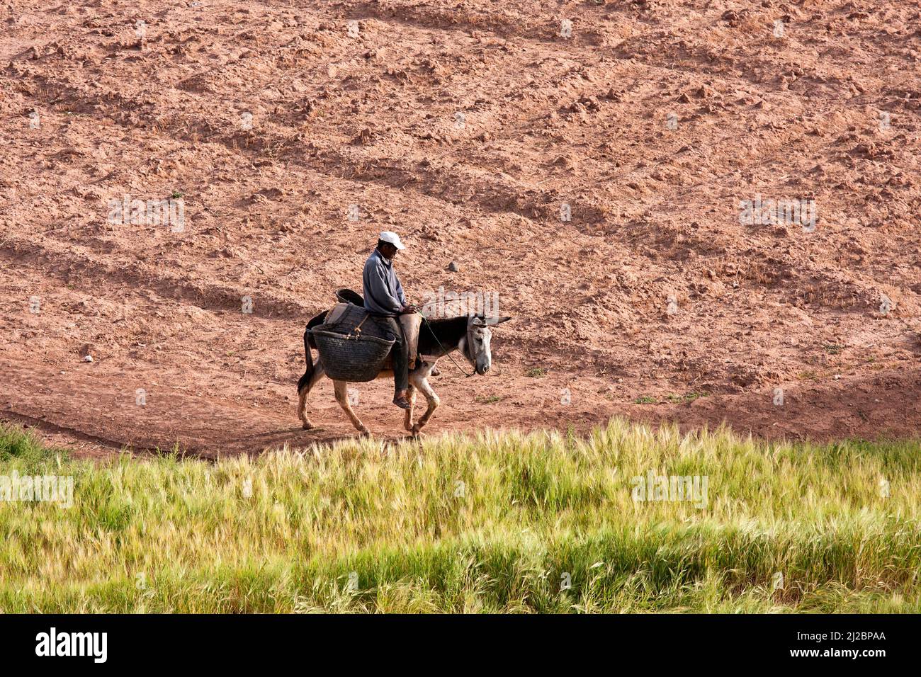 Local men riding a donkey on a fileds in southern part of Morocco ...