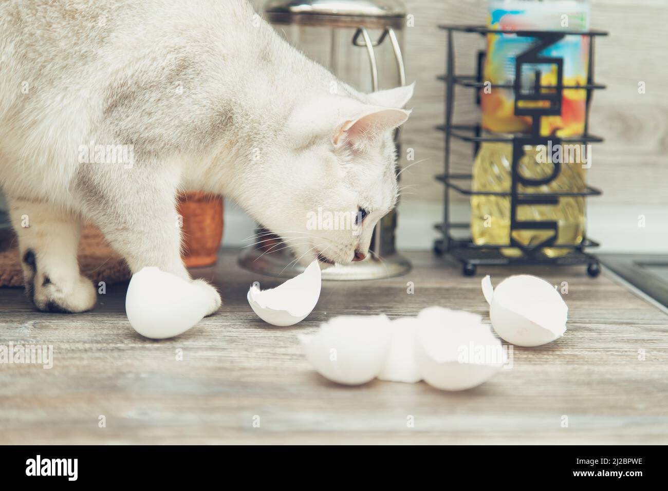 Funny white British cat steals egg shells from the kitchen Stock Photo ...