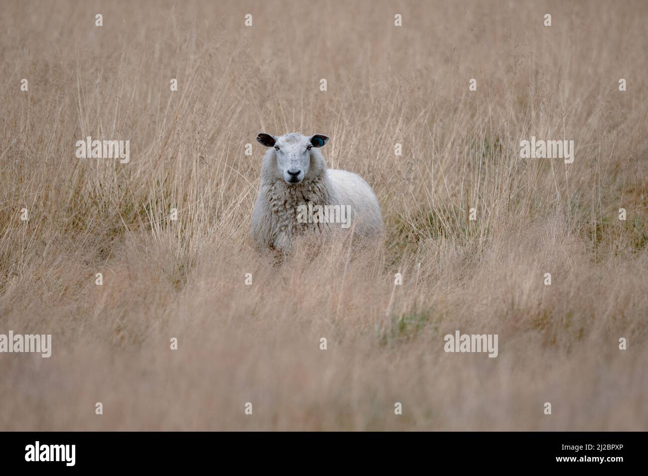 a photo of sheep in grass field Stock Photo - Alamy