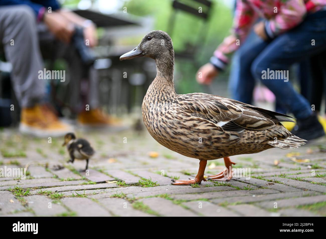 Baby duck photo hi-res stock photography and images - Alamy