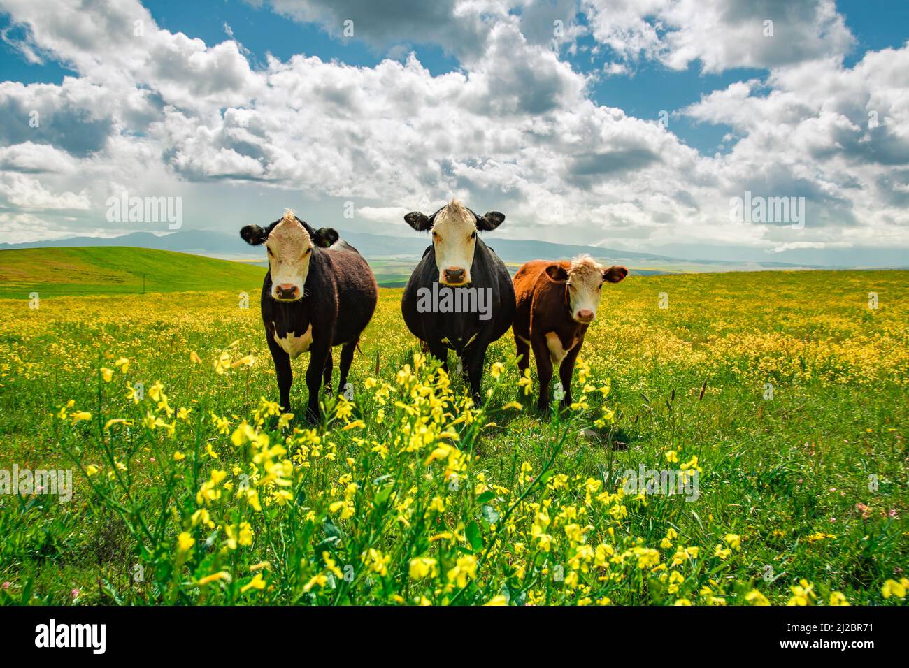 A group of cows standing on a green rural field with wildflowers under ...