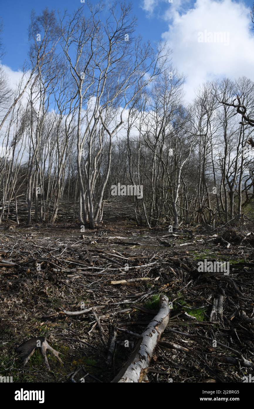 Woodland storm devastation Stock Photo - Alamy