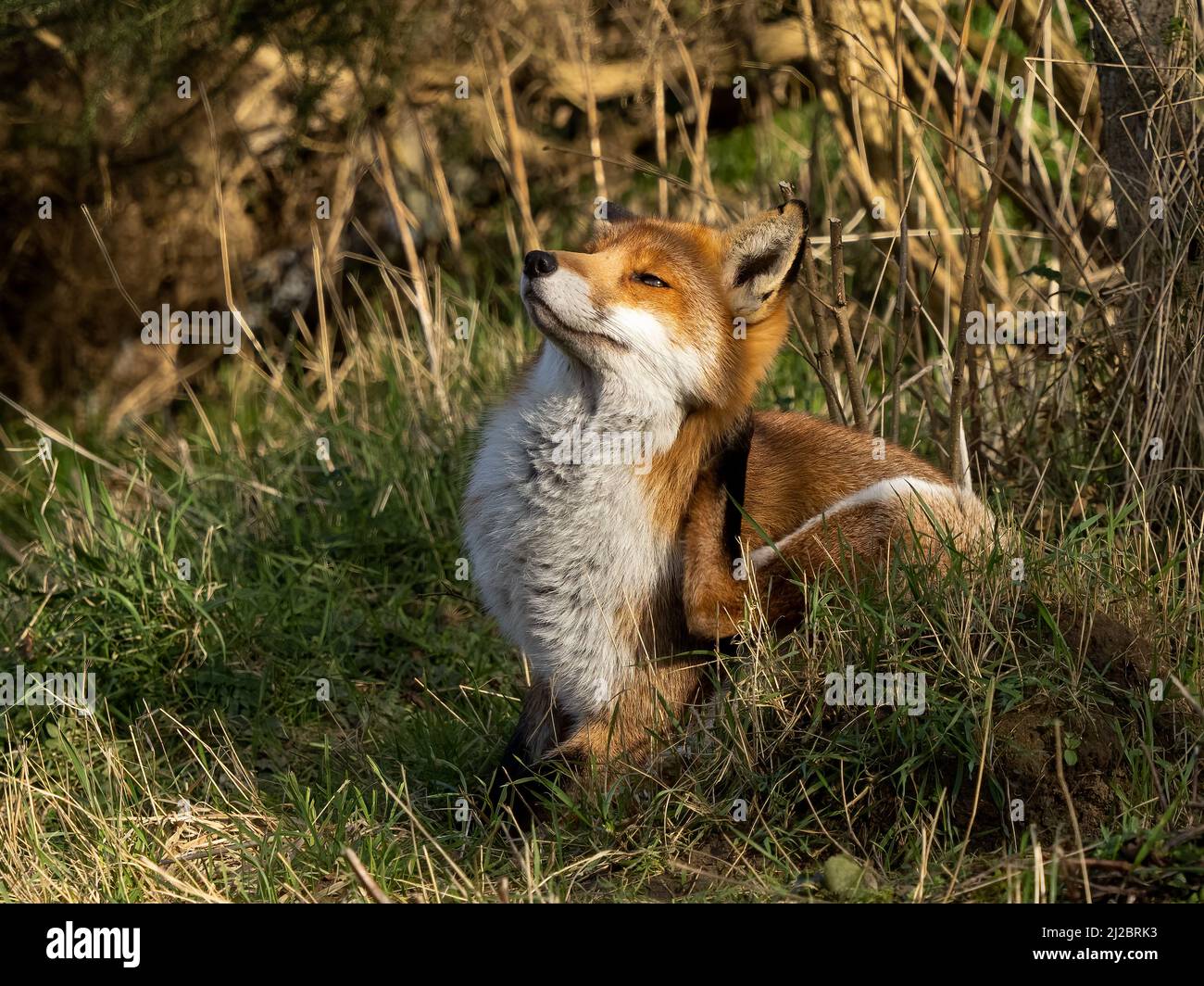Red fox countryside hi-res stock photography and images - Alamy