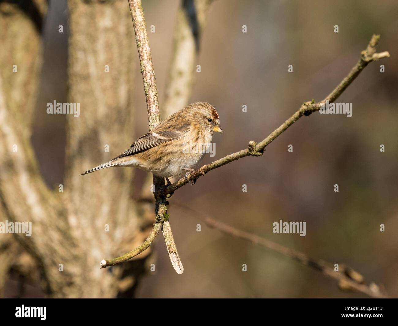 Redpol hi-res stock photography and images - Alamy