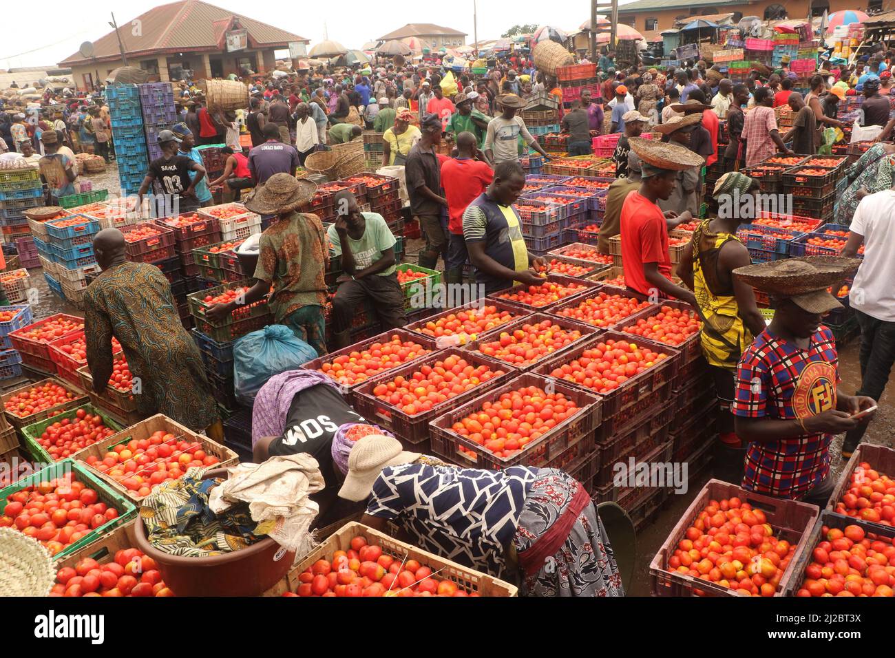 Nigerian people buying and selling tomatoes at the famous tomato market ...