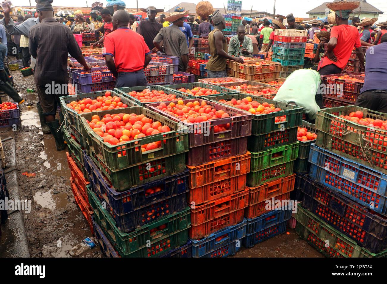 Nigerian people buying and selling tomatoes at the famous tomato market ...