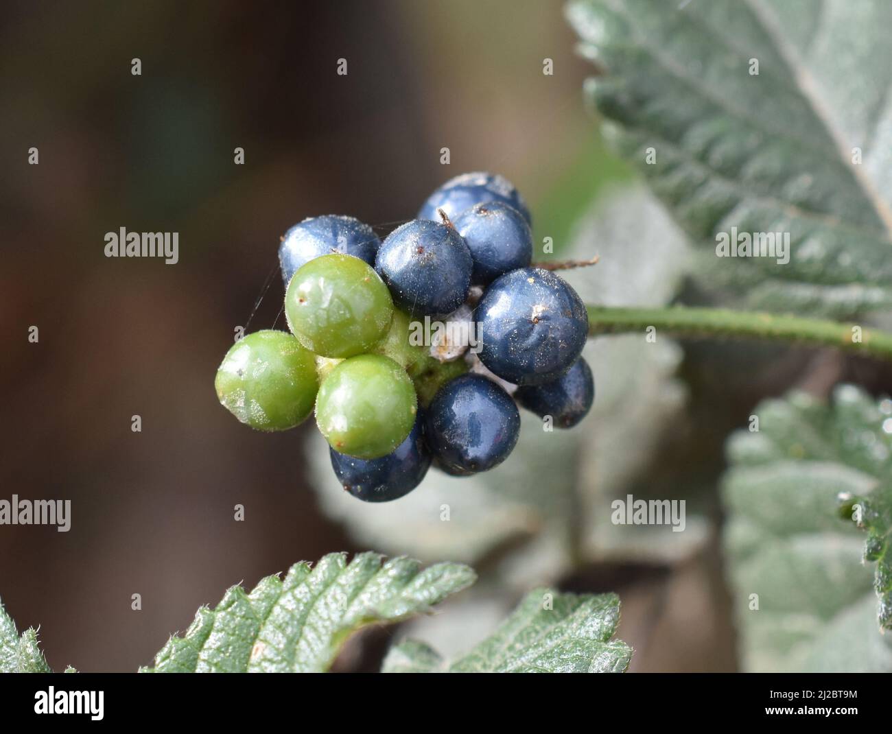 Blue berries on a common Lantana bush Stock Photo - Alamy