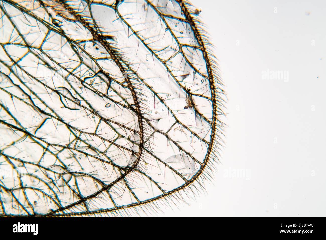 insect wing under microscope Stock Photo - Alamy