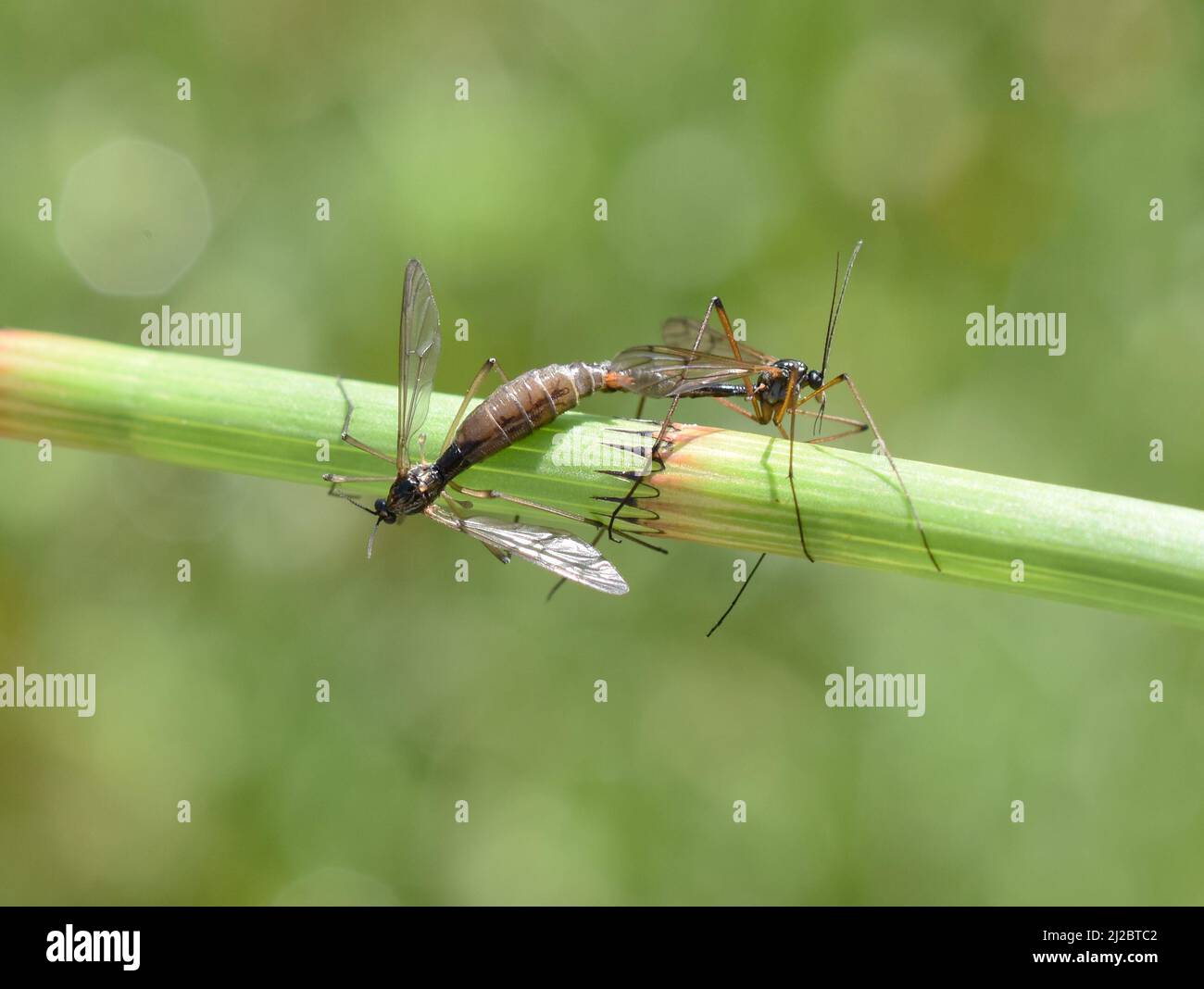 phantom crane fly Ptychoptera mating on plant stem Stock Photo - Alamy