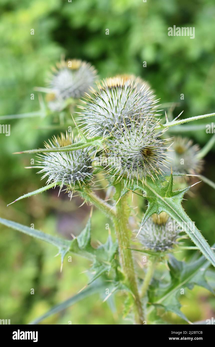 Spear thistle bull thistle Circium vulgare flower buds with sharp ...