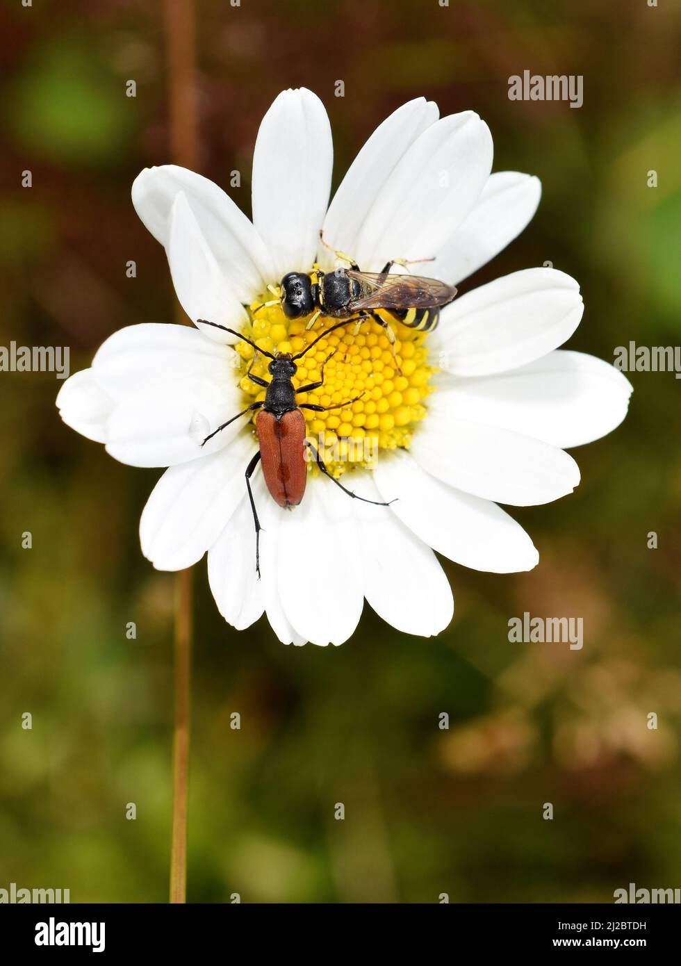 Flower feeding insects hi-res stock photography and images - Alamy