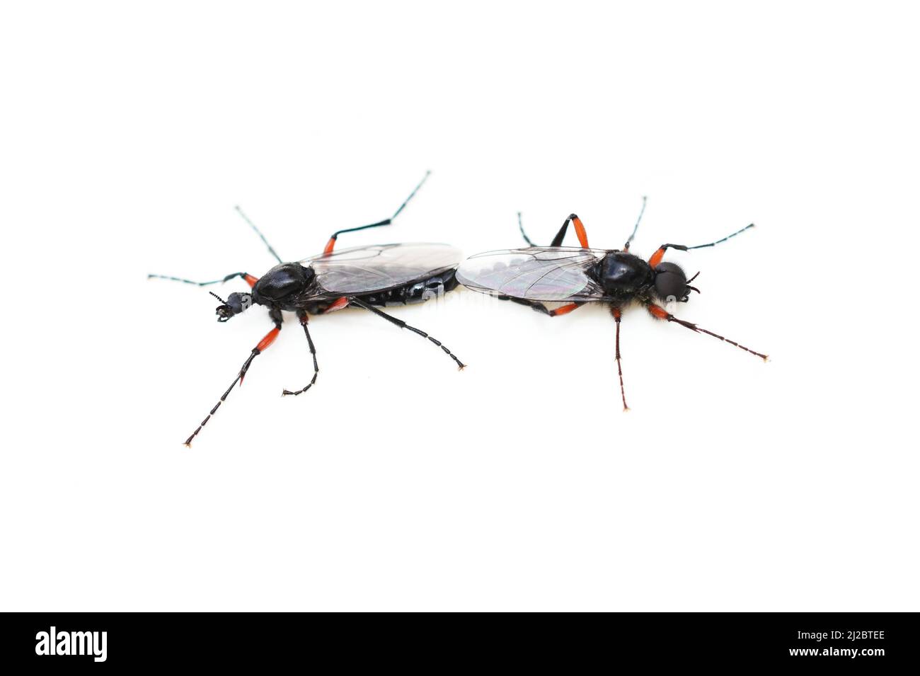 Red-thighed St Mark's fly Bibio pomonae mating isolated on white ...