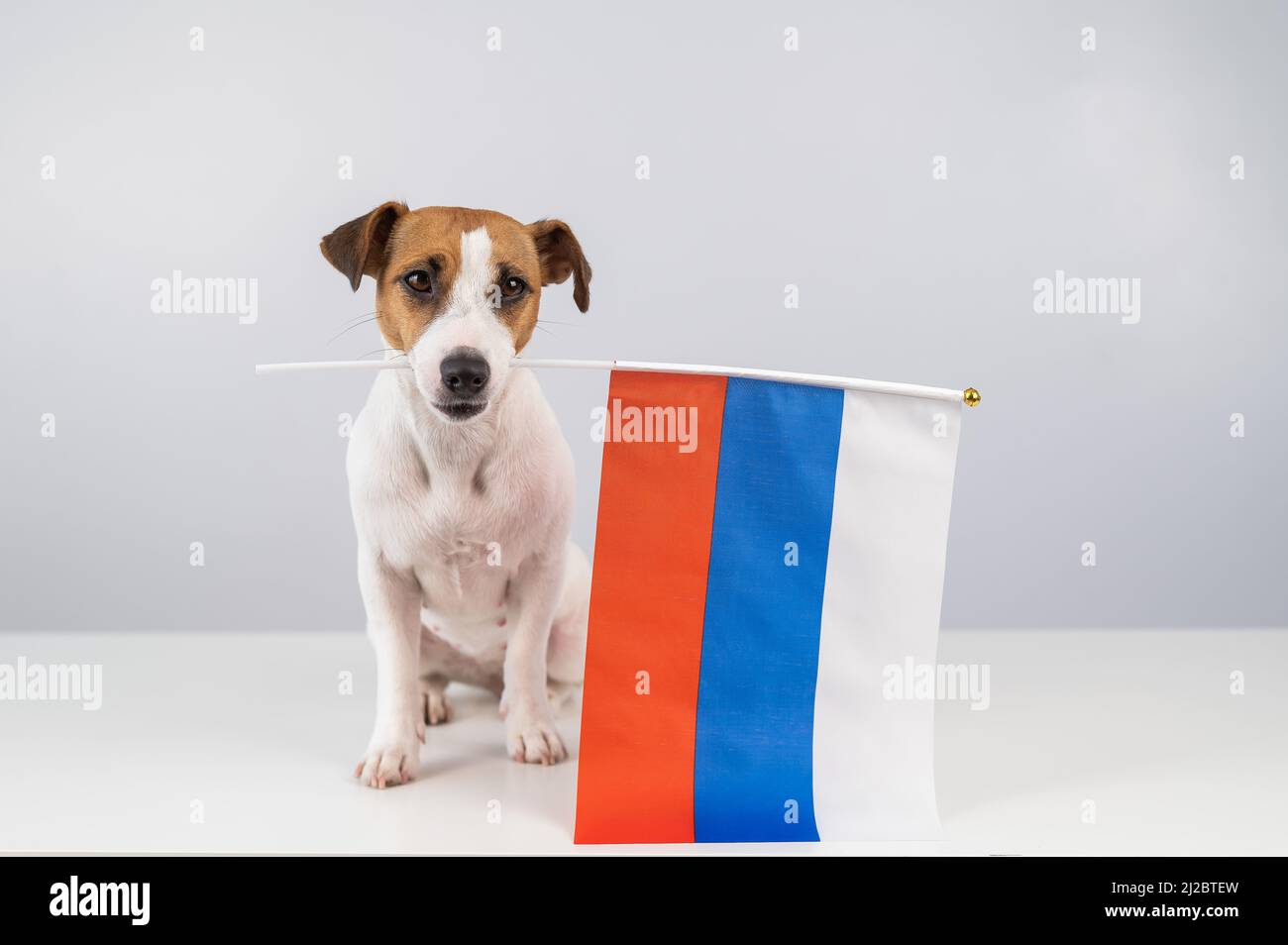Jack Russell Terrier dog holding a small flag of the Russian Federation ...