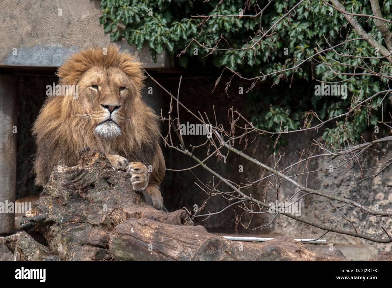 Male Lion Sitting At The Artis Zoo Park At Amsterdam The Netherlands 30 ...
