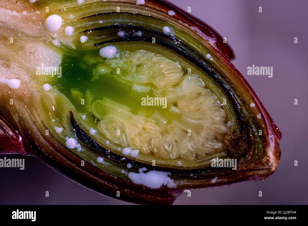 A cut of a flower bud on a spring tree. View in a microscope Stock ...