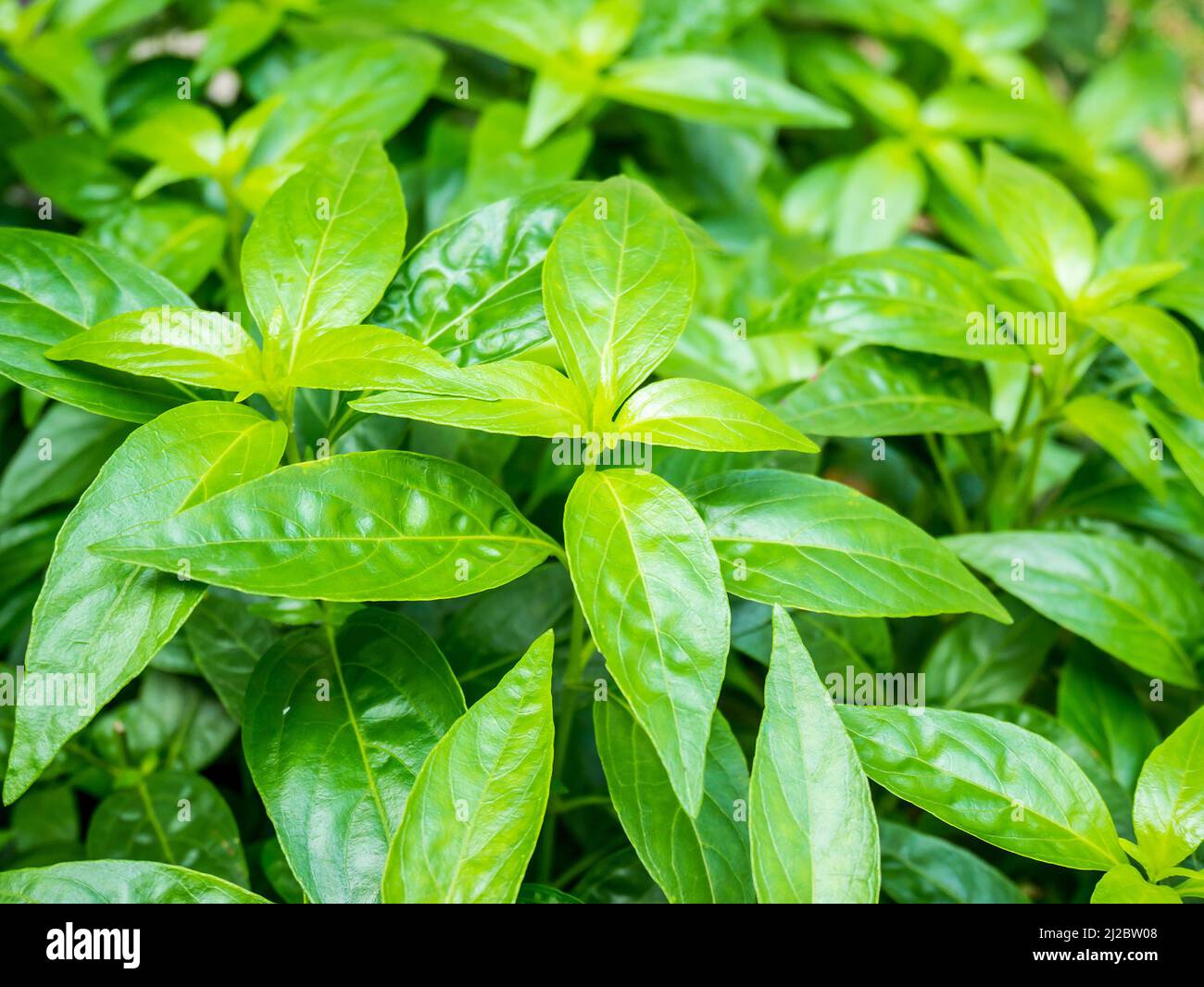 fresh herbal plant leaves Andrographis paniculata ( Burm.f. ) Wall ex ...