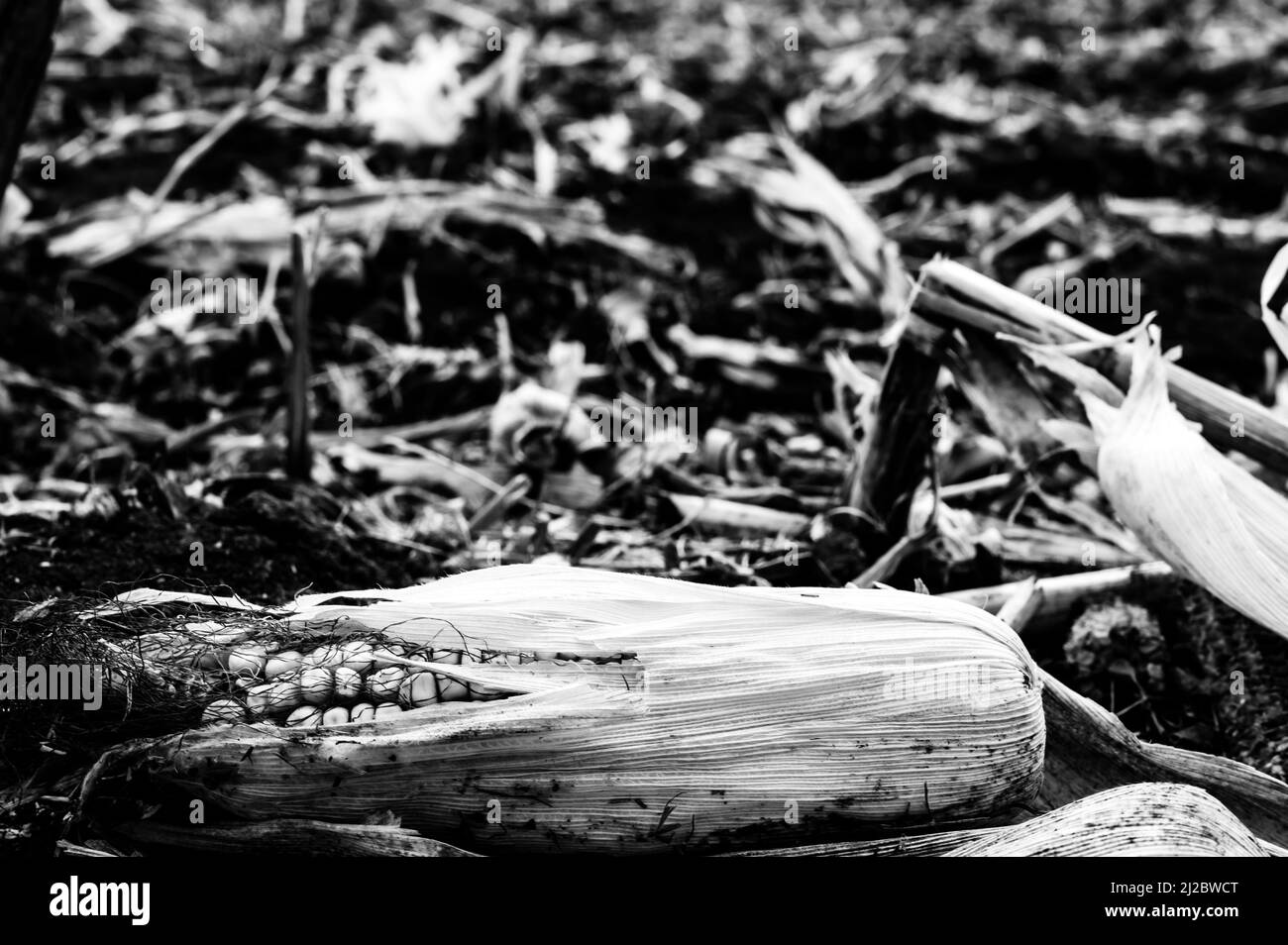 Corn field cob Black and White Stock Photos & Images - Alamy