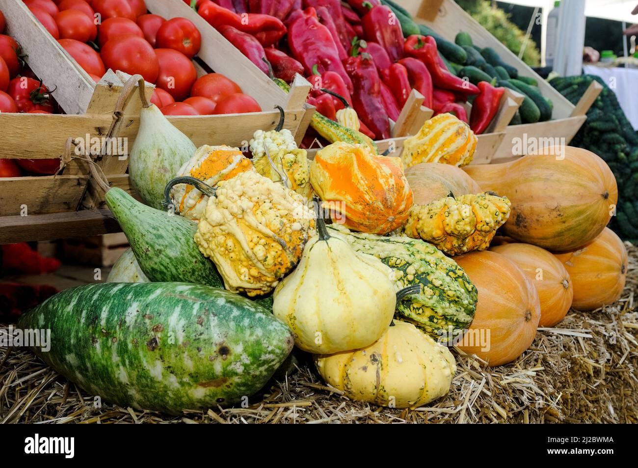 A vegetable crops of different colors and sizes filled in wooden boxes ...
