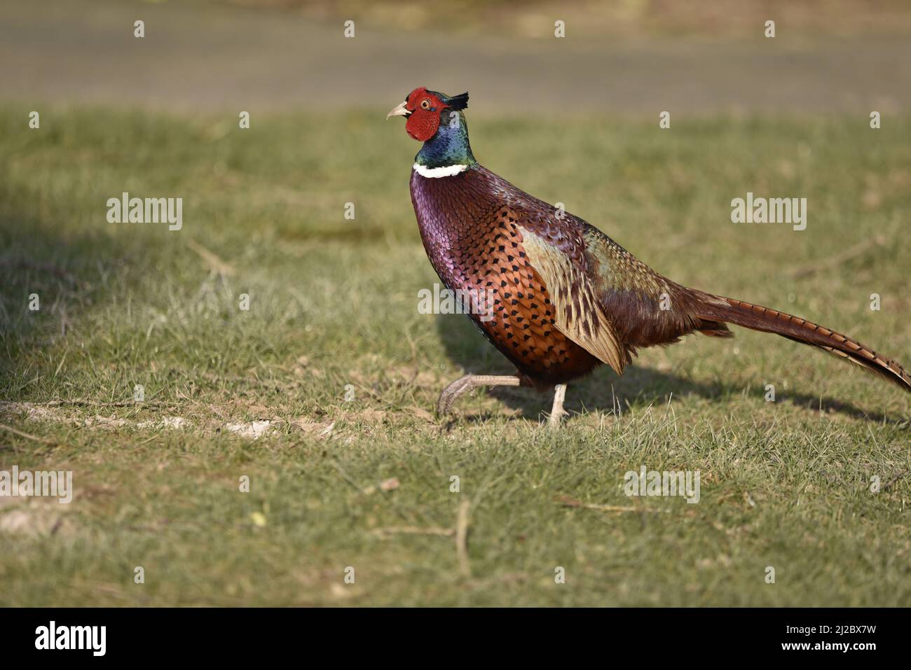 Sun highlighting colours hi-res stock photography and images - Alamy