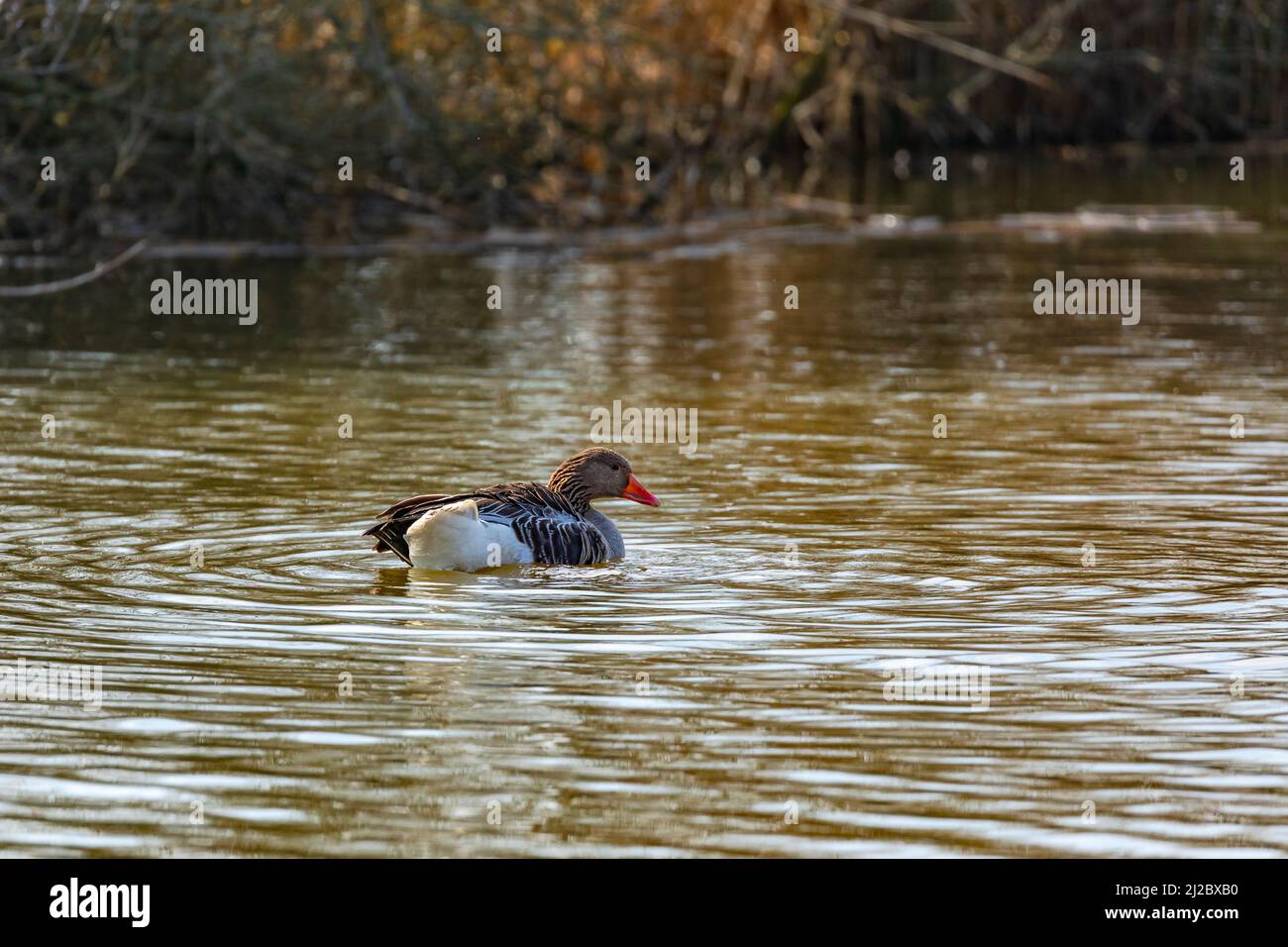 Light refraction duck hi-res stock photography and images - Alamy
