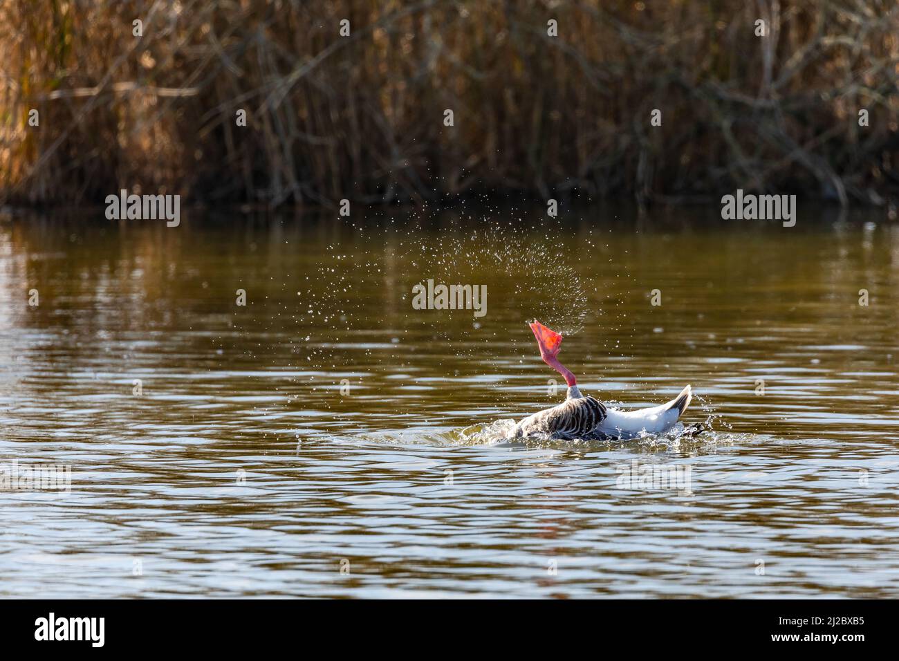 Light refraction duck hi-res stock photography and images - Alamy
