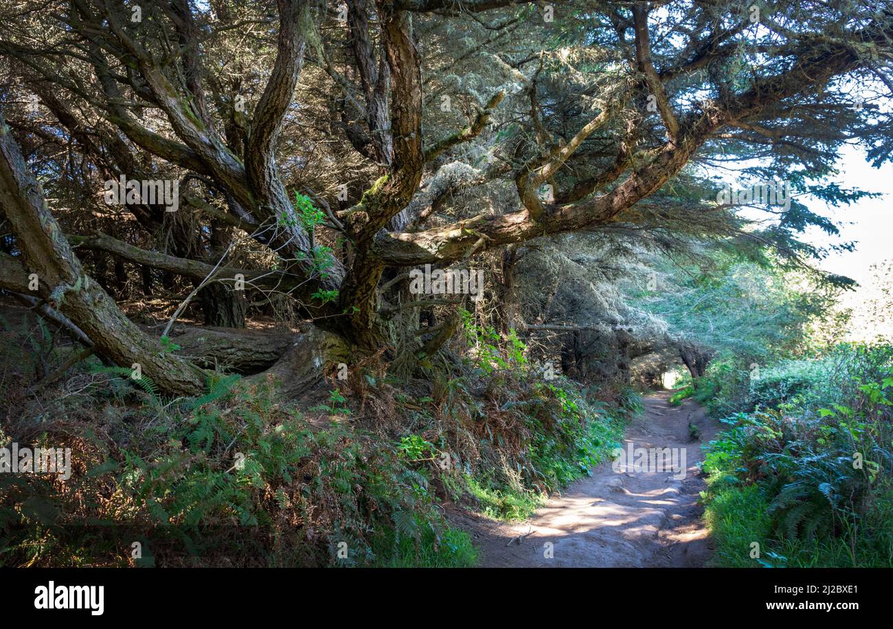 Cypress Tree and hiking trail, Point Reyes Stock Photo - Alamy