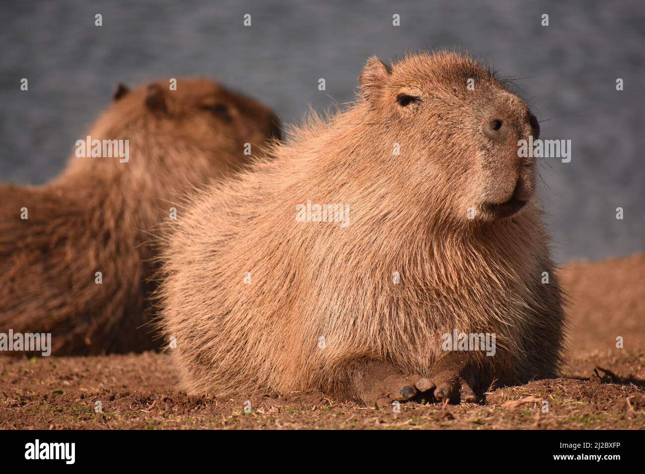 The cute furry capybaras on the lakeshore in a park Stock Photo - Alamy