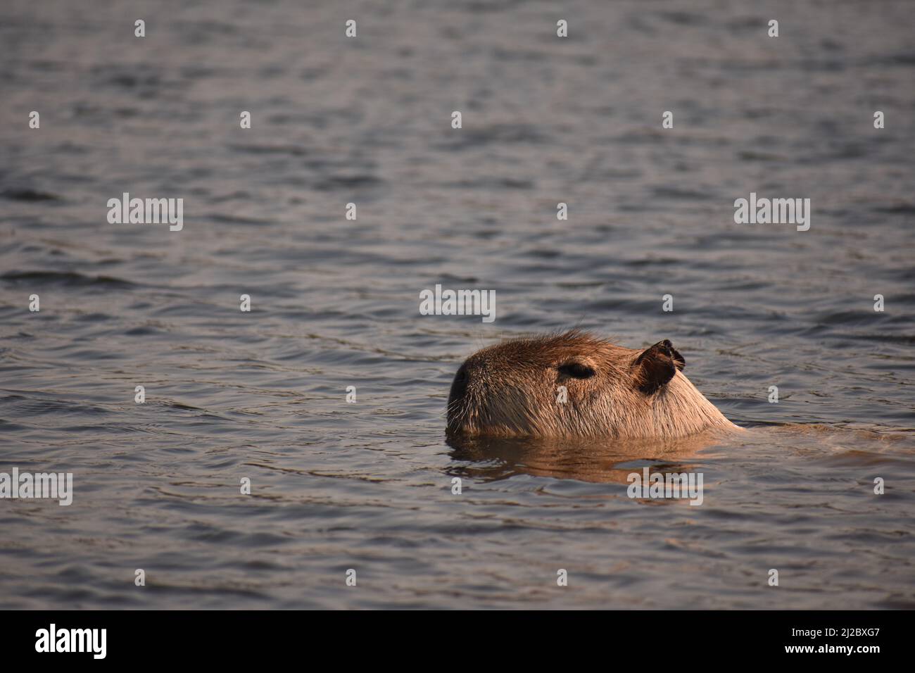 A cute furry capybara swimming in a lake Stock Photo - Alamy