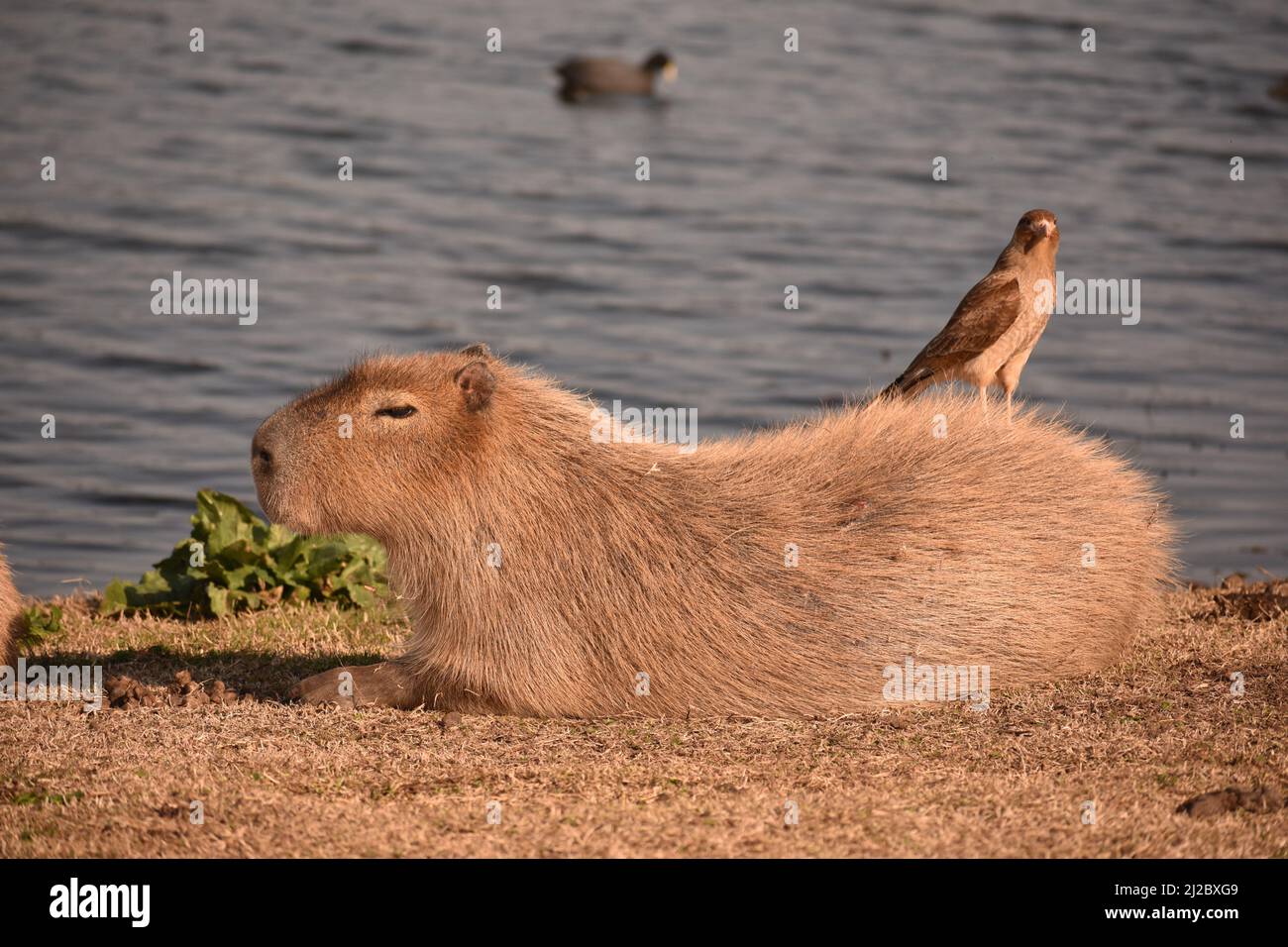 A cute furry capybara and a bird on the lakeshore in a park Stock Photo ...