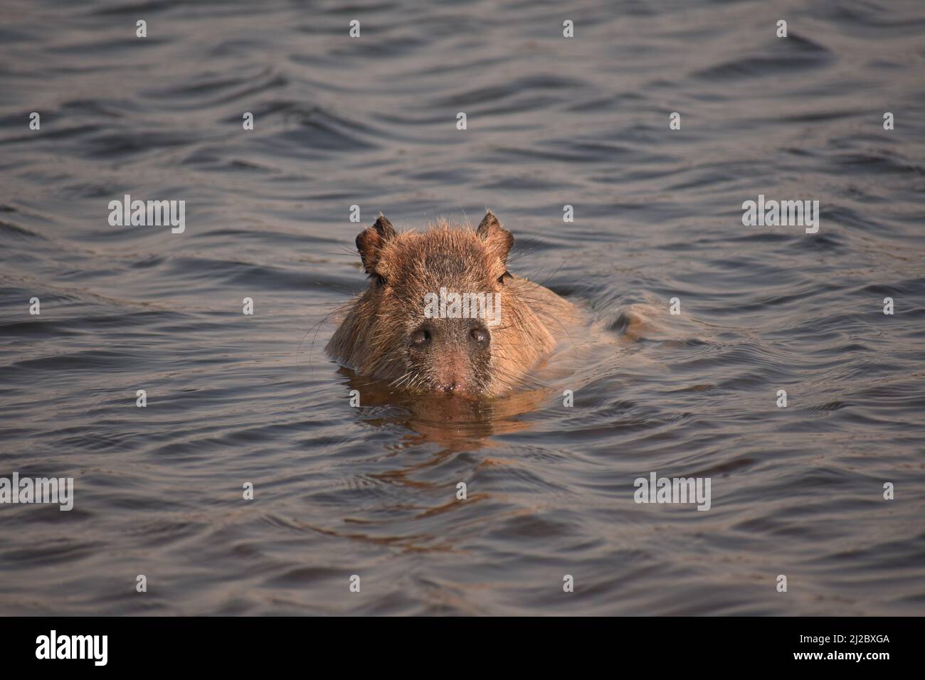 A cute furry capybara swimming in a lake Stock Photo - Alamy