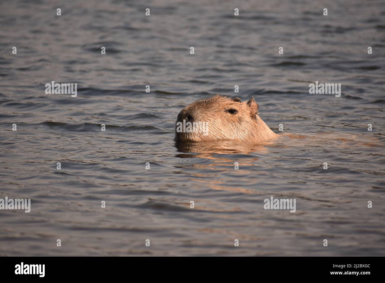Capybara Swimming