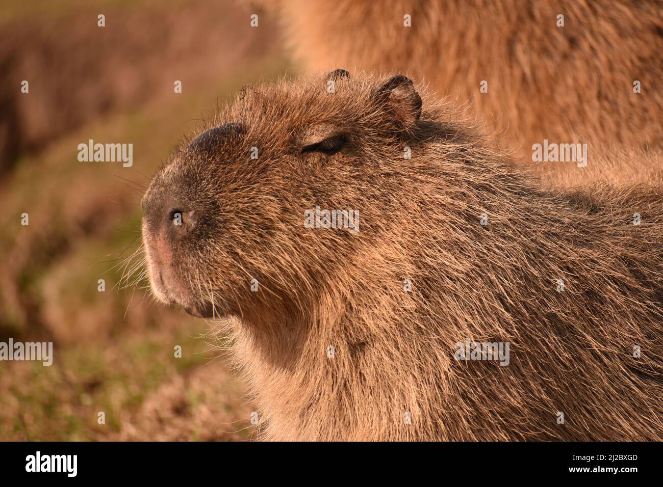 A cute furry capybara in a park Stock Photo - Alamy