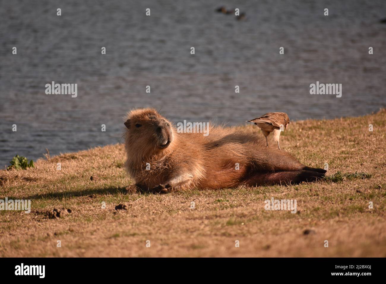 A cute furry capybara and a bird on the lakeshore in a park Stock Photo ...