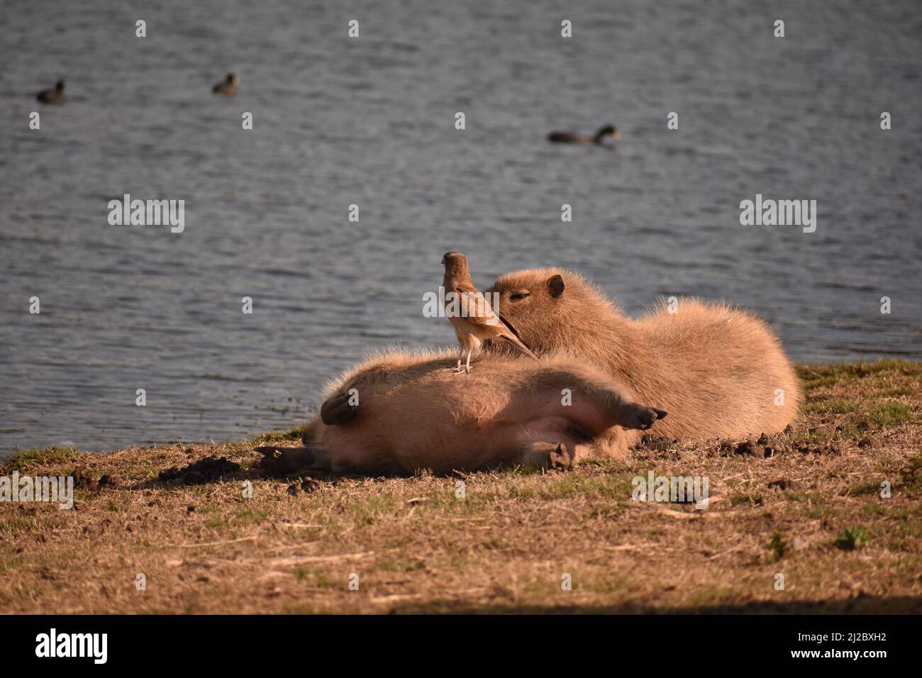 The cute furry capybaras and a bird on the lakeshore in a park Stock ...
