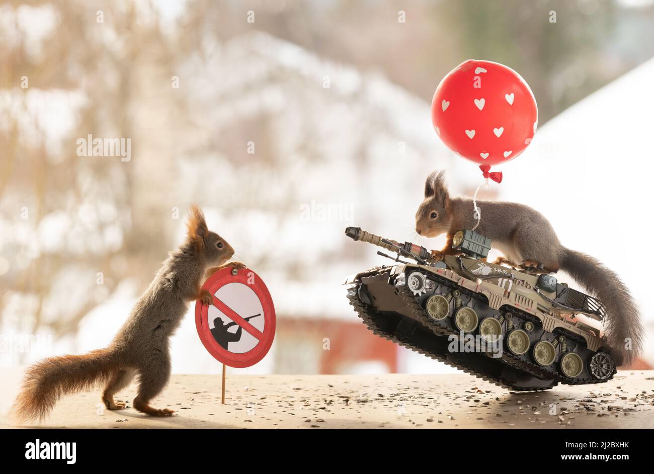 Red squirrels with a gun hi-res stock photography and images - Alamy
