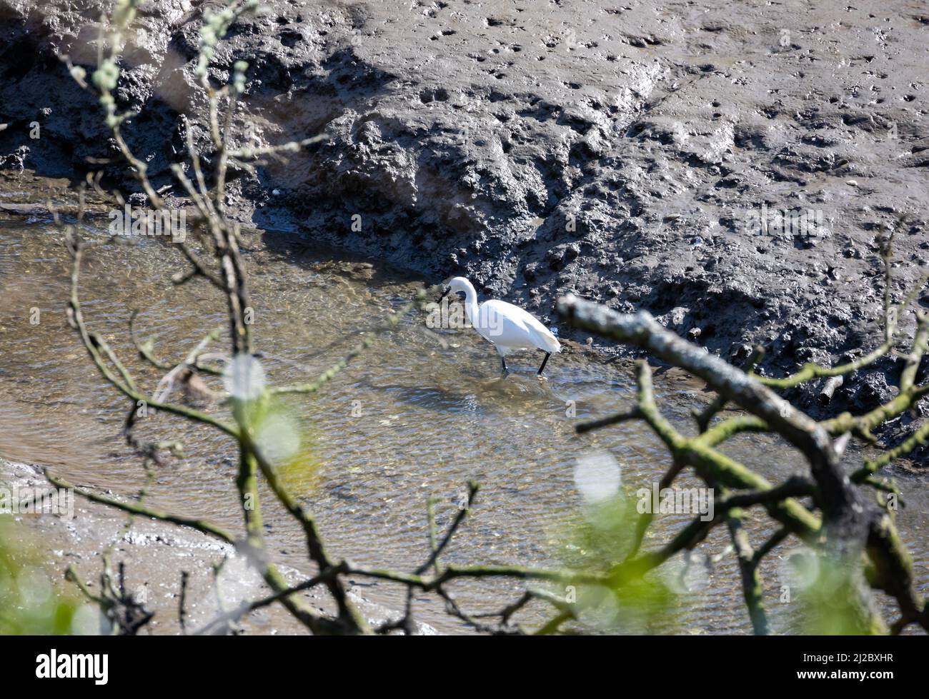 A great White Egret fishing in the river in Gweek, Cornwall,uk Stock ...