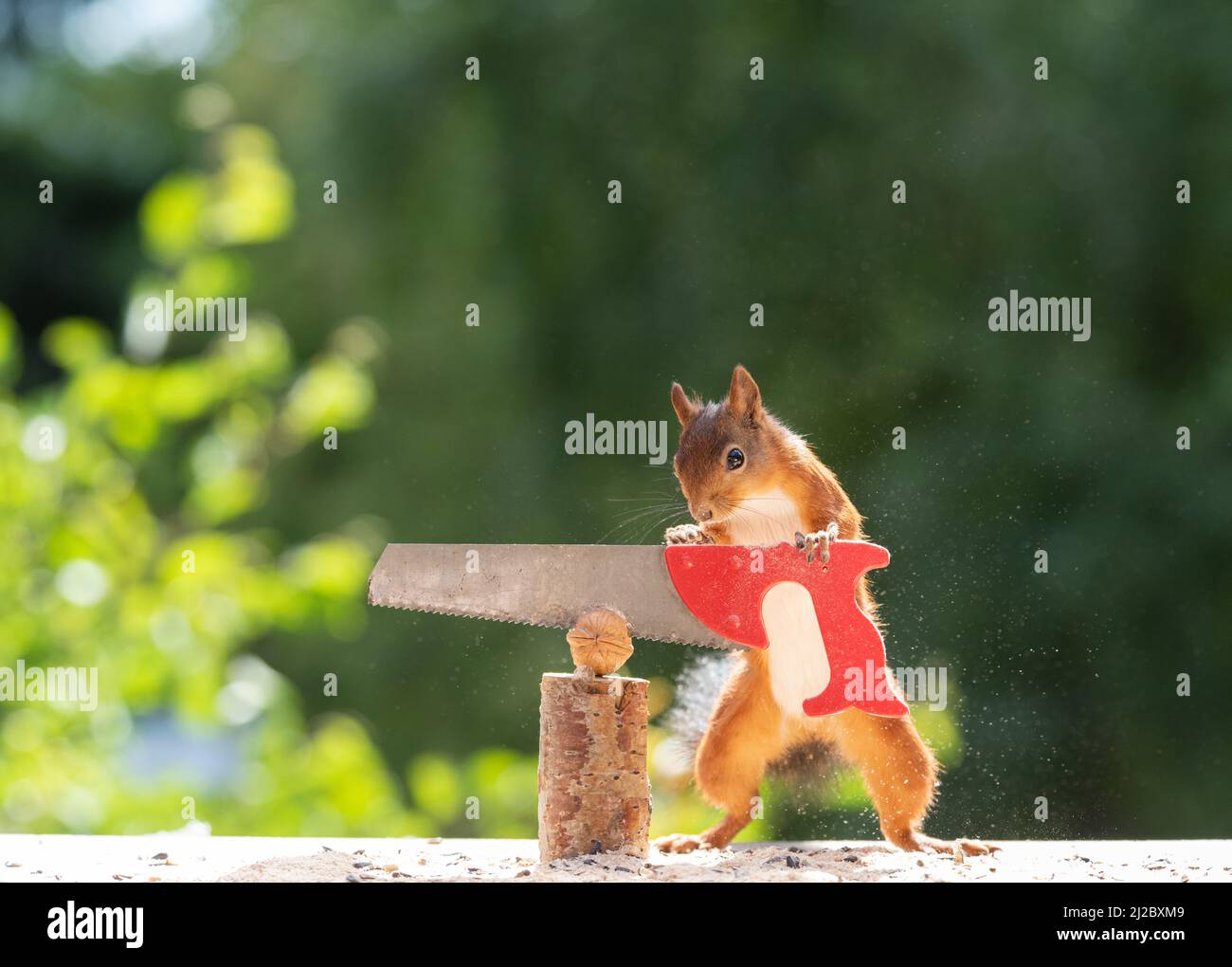 Squirrel saw hi-res stock photography and images - Alamy