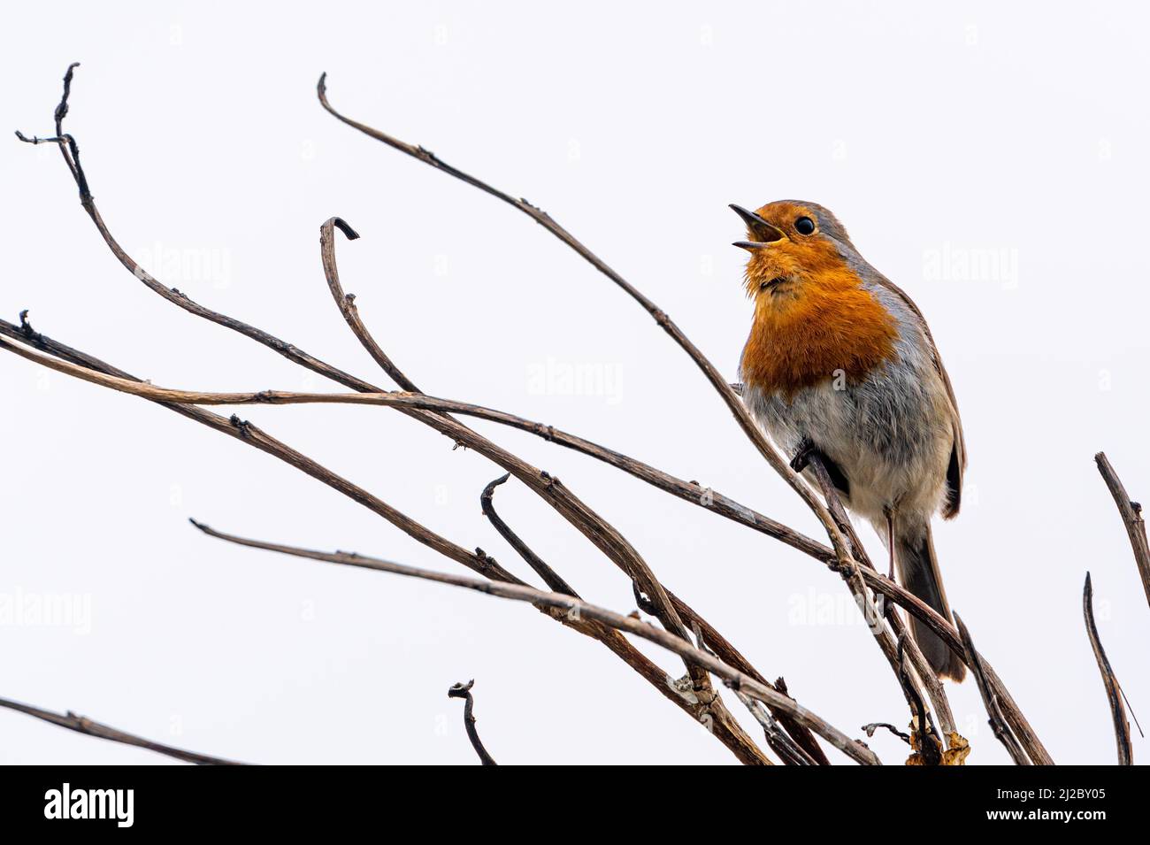 European robin, erithacus rubecula, singing from a winter tree branch ...