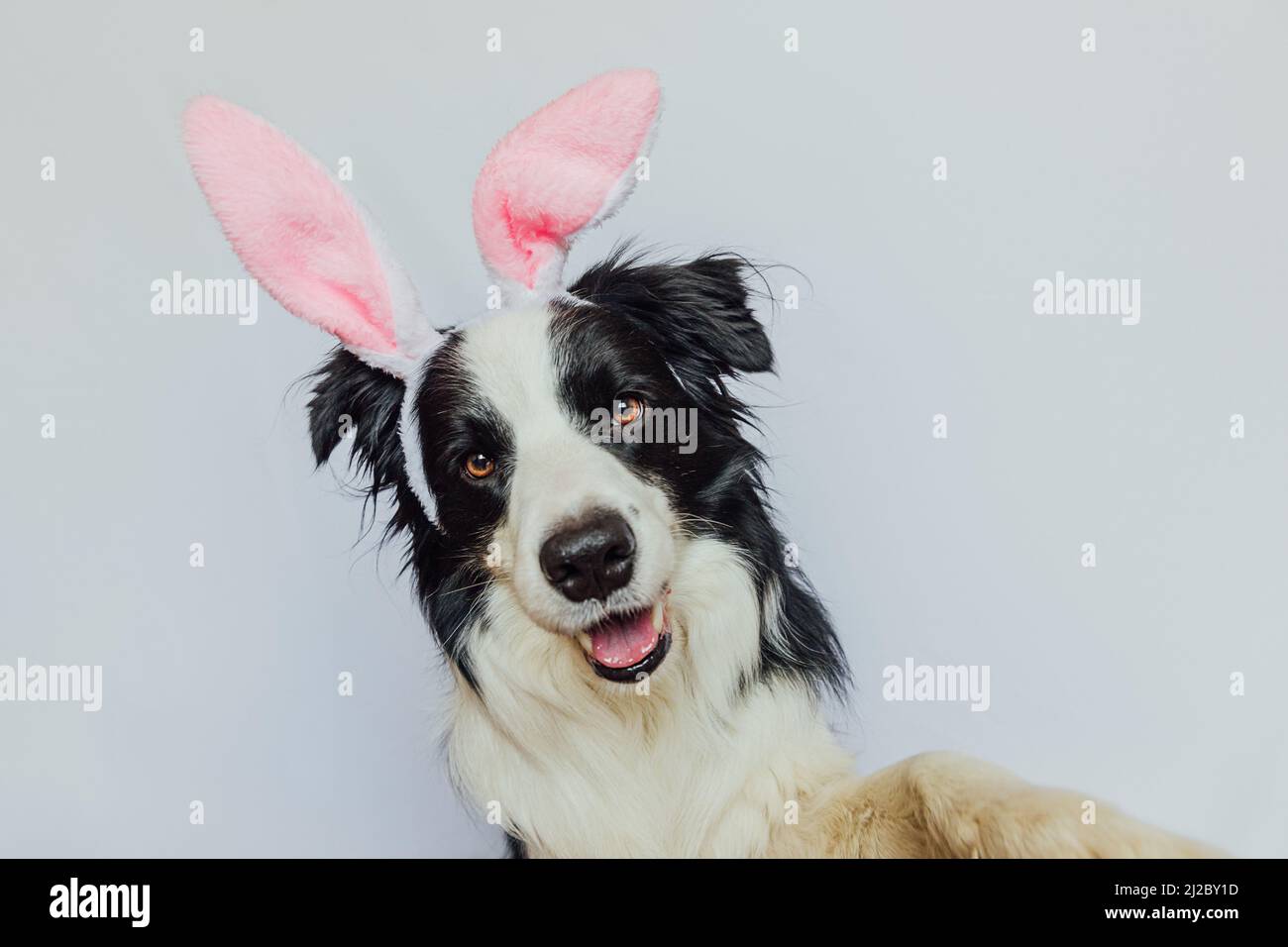 Happy Easter concept. Preparation for holiday. Cute funny puppy dog ...