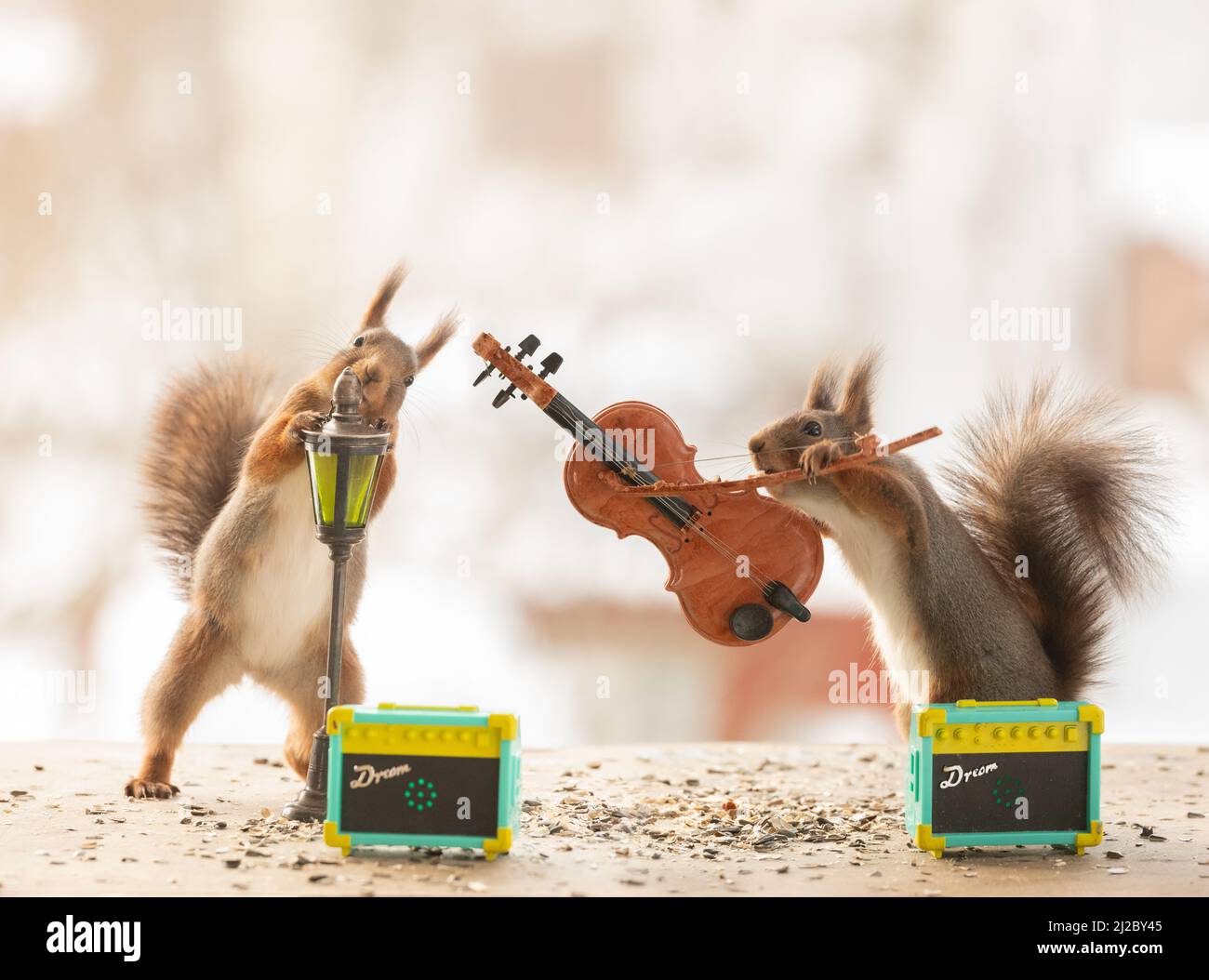 Squirrel with guitar hi-res stock photography and images - Alamy