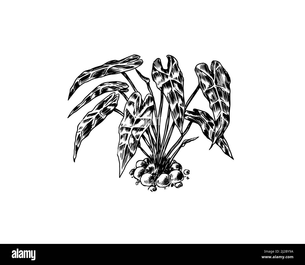 Alocasia sanderiana Black and White Stock Photos & Images - Alamy