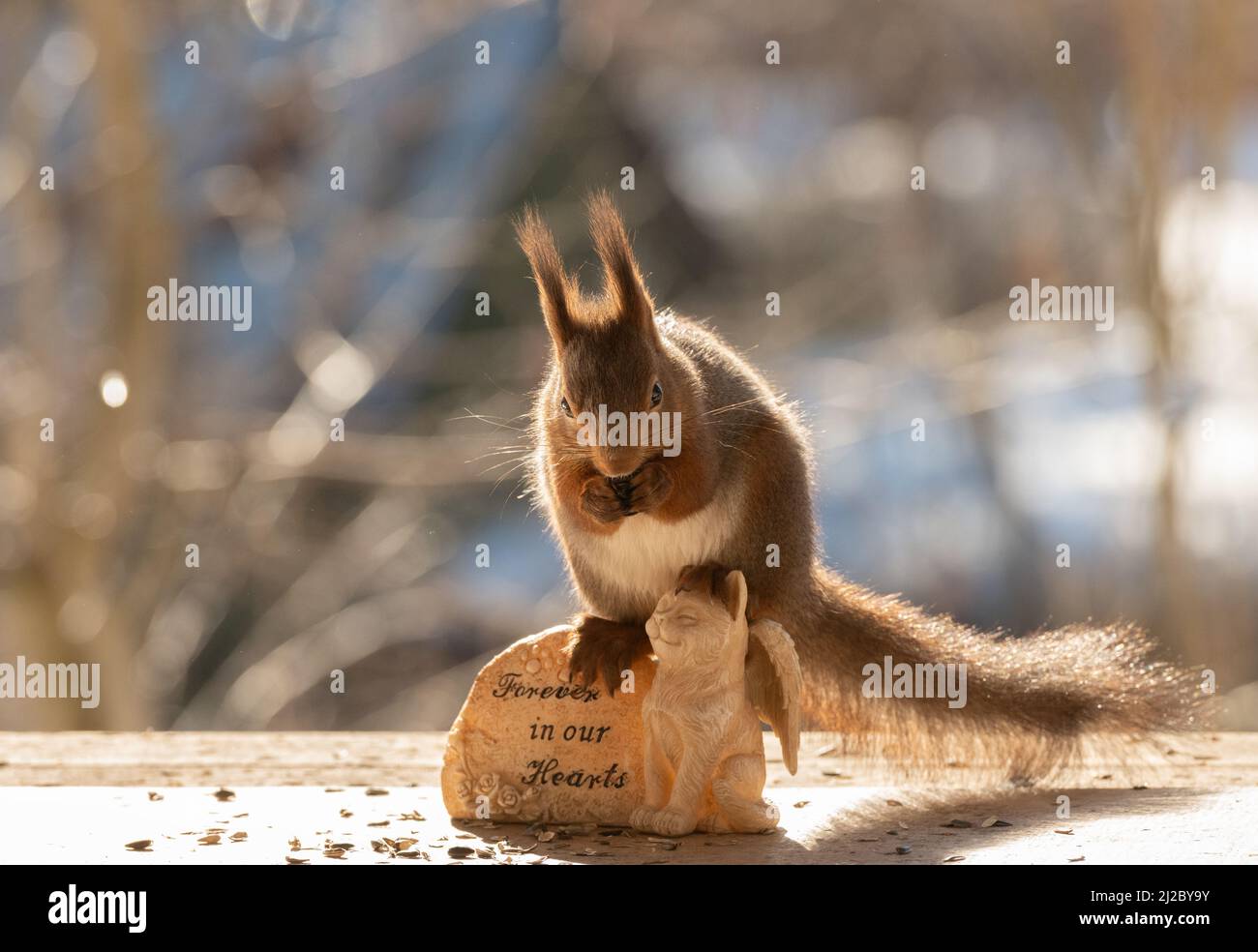 Dying squirrel hi-res stock photography and images - Alamy