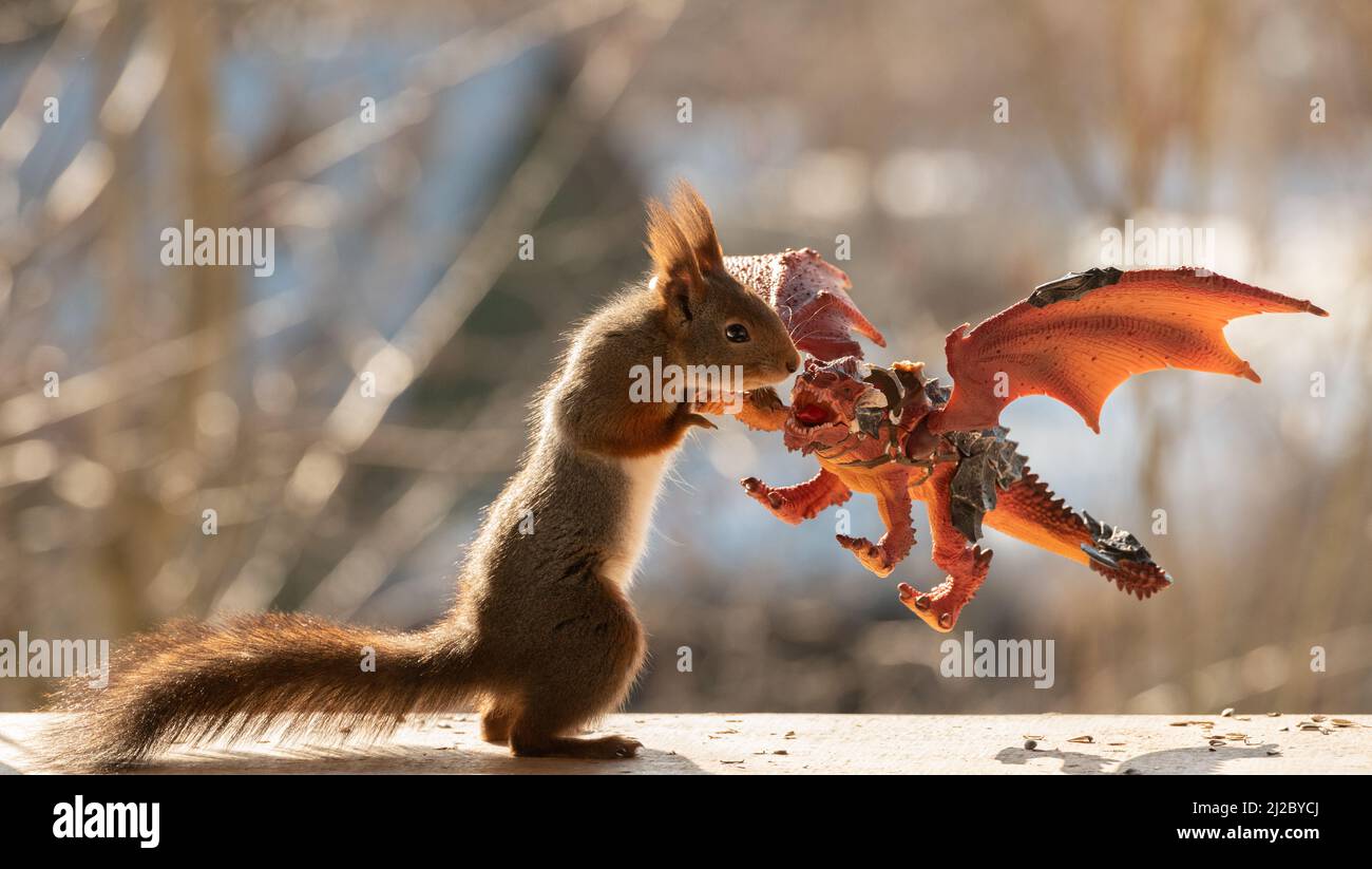 Squirrel as a pet hi-res stock photography and images - Alamy